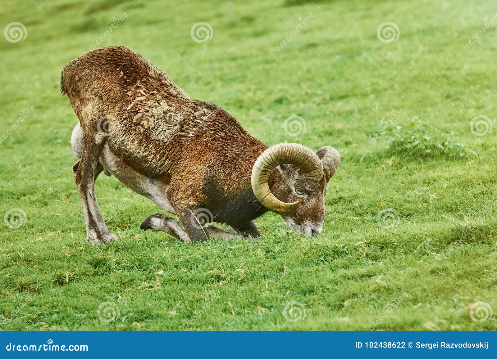 Ram on the Grass stock photo. Image of meadow, grassland - 102438622