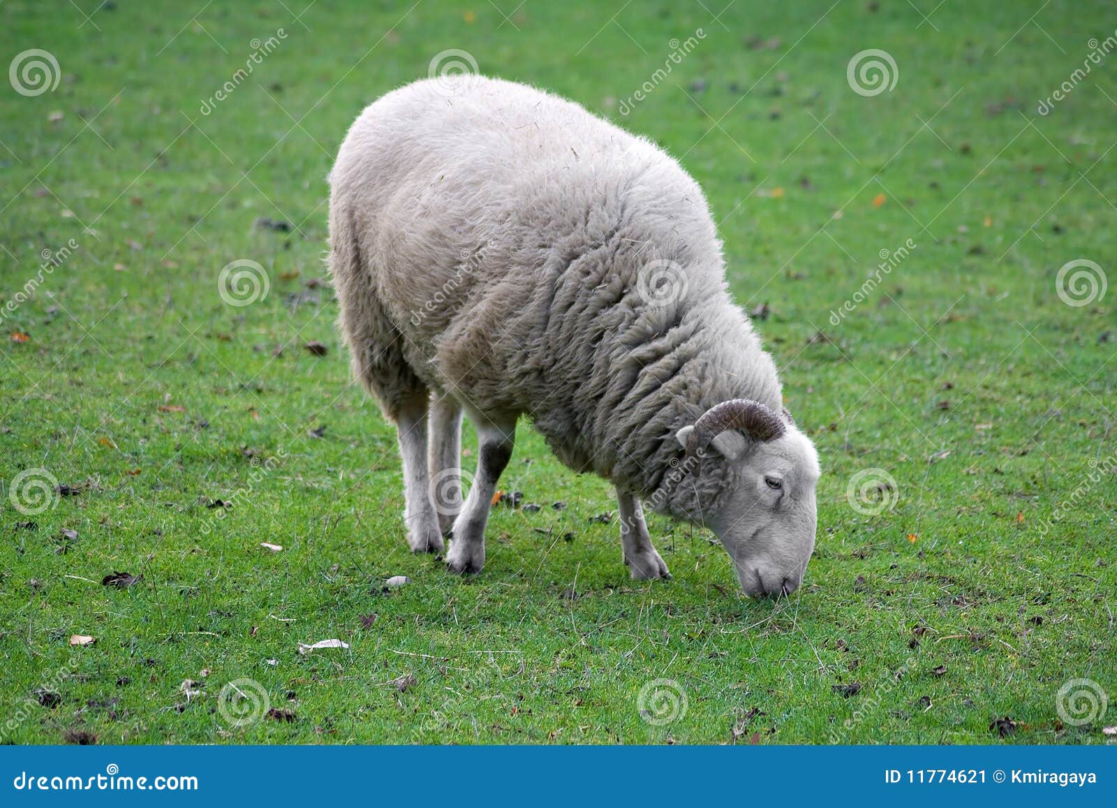 Ram Grazing in a Green Grass Field Stock Image - Image of animal ...