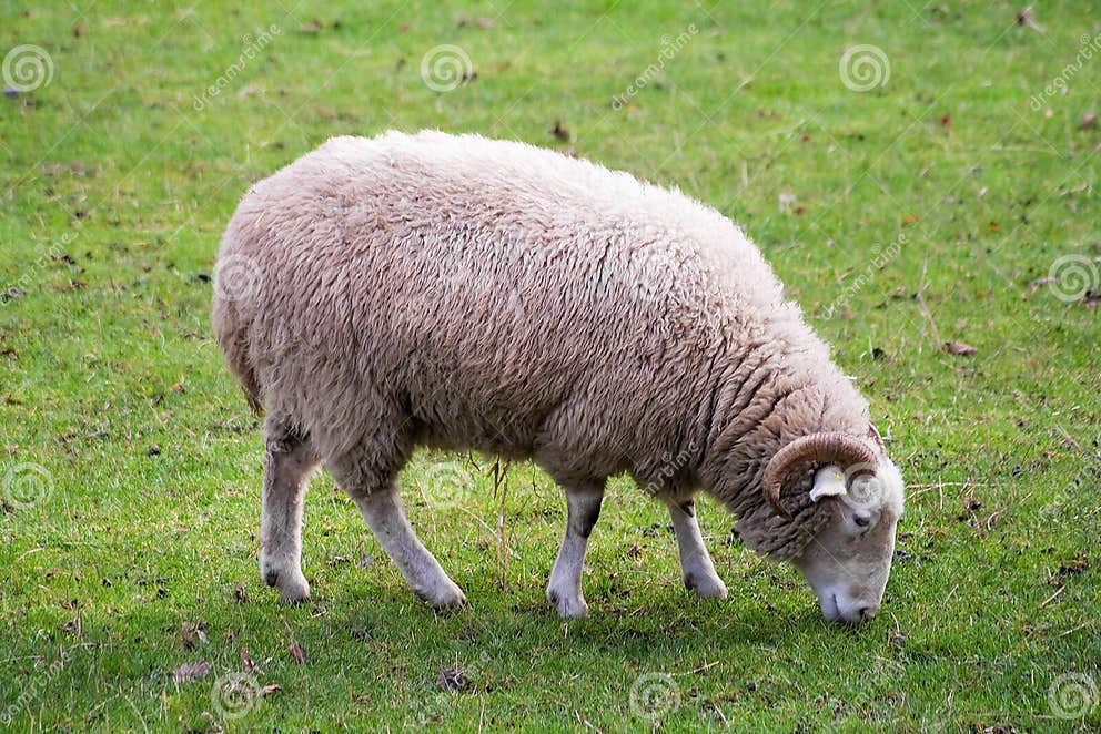 Ram Grazing in a Green Grass Field Stock Image - Image of black ...