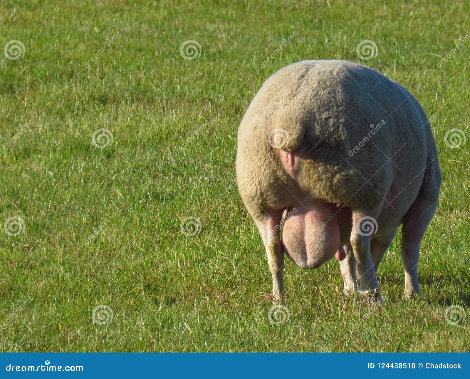 Ram grazing stock photo. Image of nature, countryside - 124438510