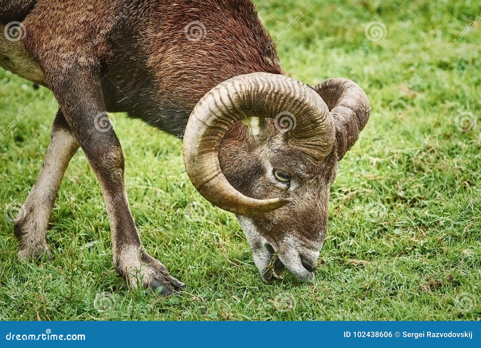 Ram on the Grass stock photo. Image of farming, outdoor - 102438606