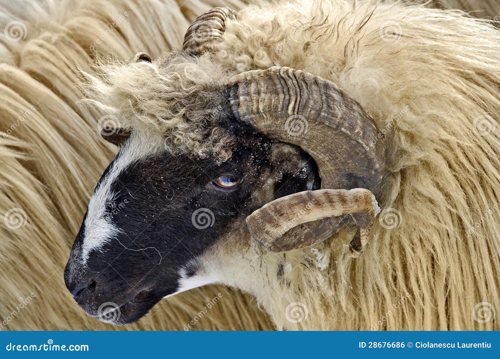 Ram head stock photo. Image of wool, agriculture, horn - 28676686