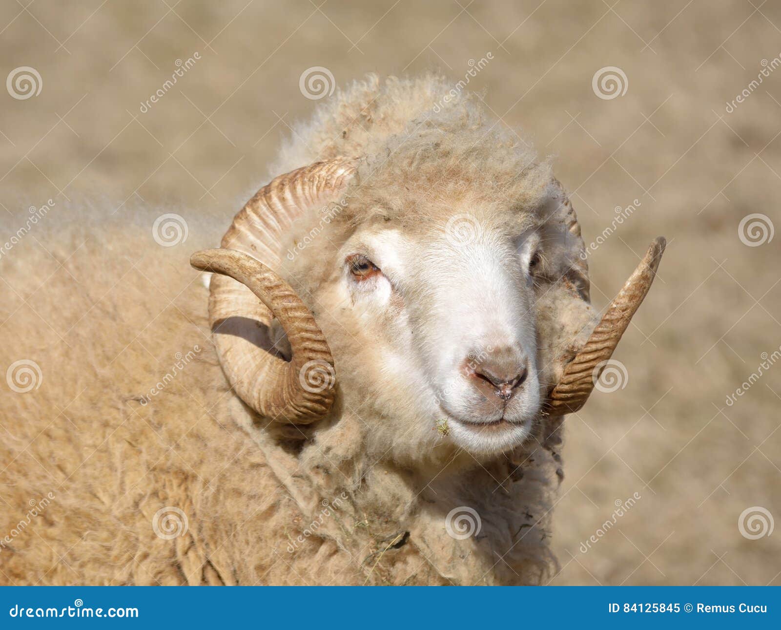 Ram head closeup stock image. Image of close, farming - 84125845