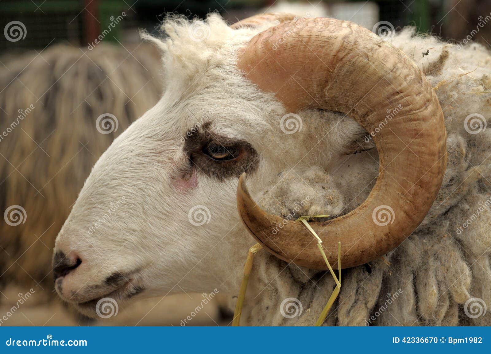 Ram head closeup. stock photo. Image of mountain, farm - 42336670