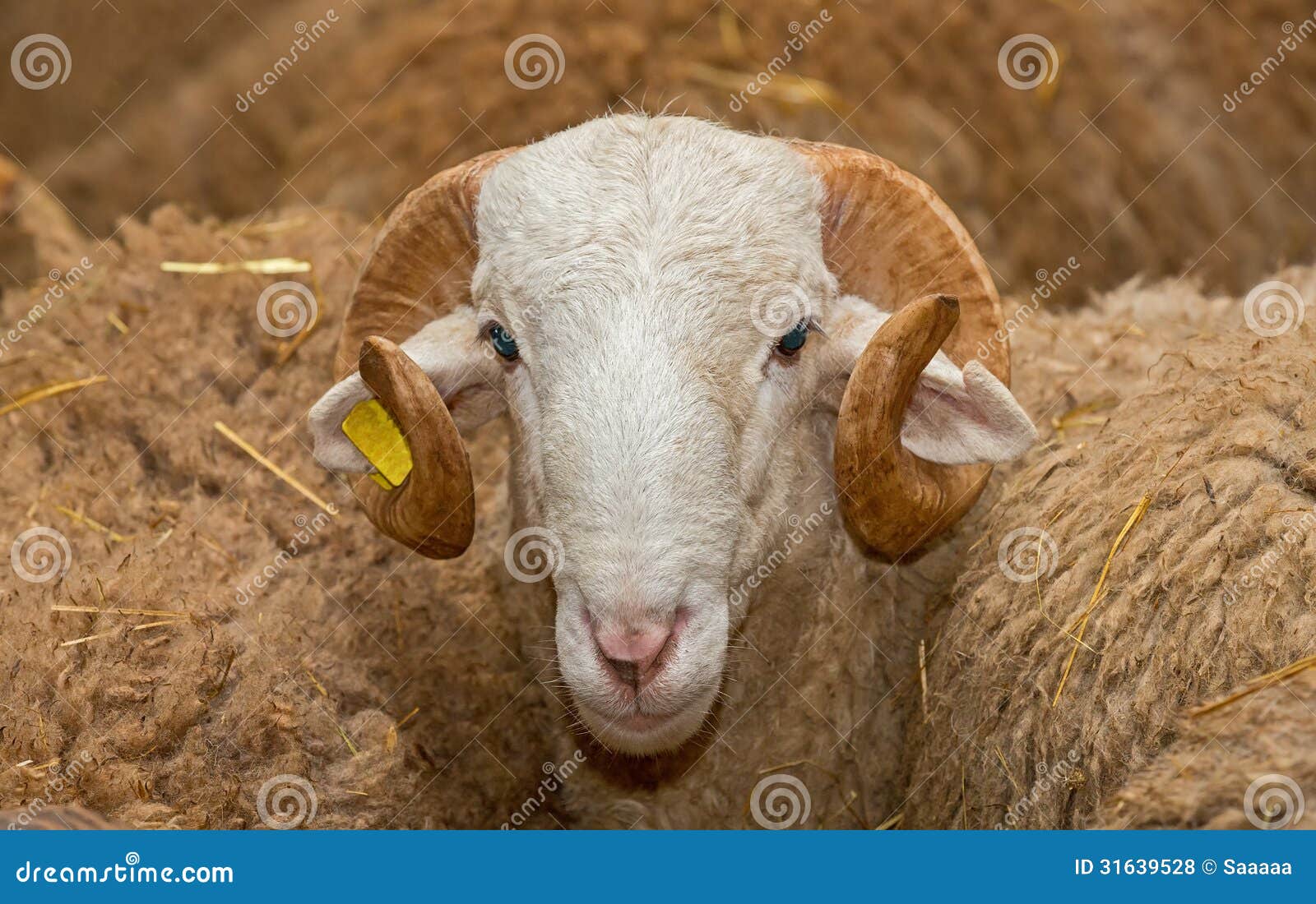 Ram head stock photo. Image of view, horn, wool, sheep - 31639528