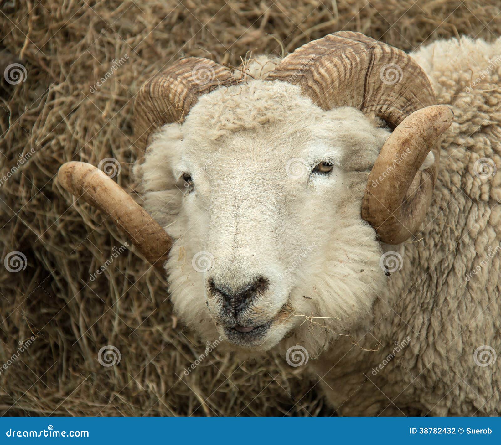 Ram Head stock photo. Image of horns, sheep, farm, wool - 38782432