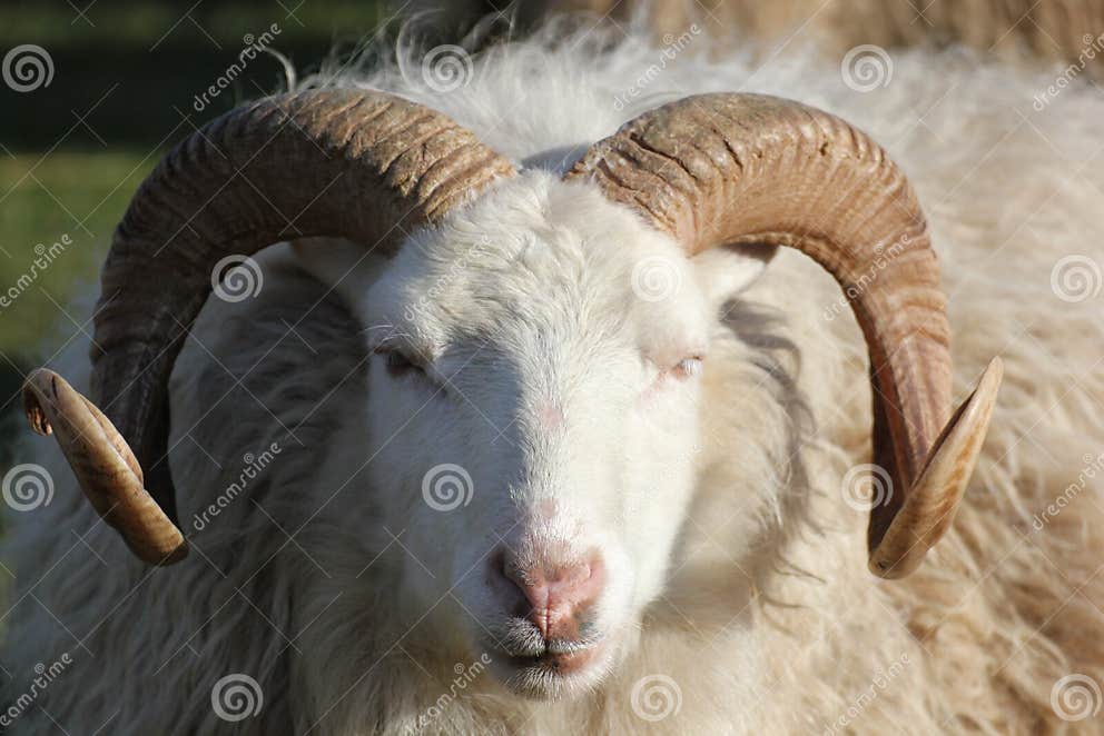 Ram stock photo. Image of front, speed, hoof, majestic - 40290174
