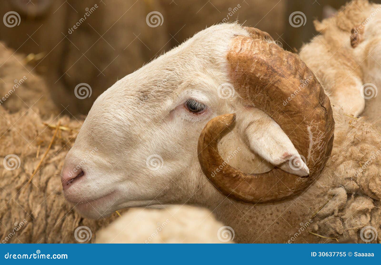 Ram head stock image. Image of view, wool, sheep, side - 30637755
