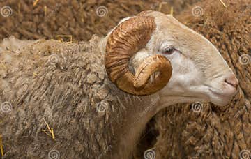 Ram head stock image. Image of white, adult, wool, side - 30868615