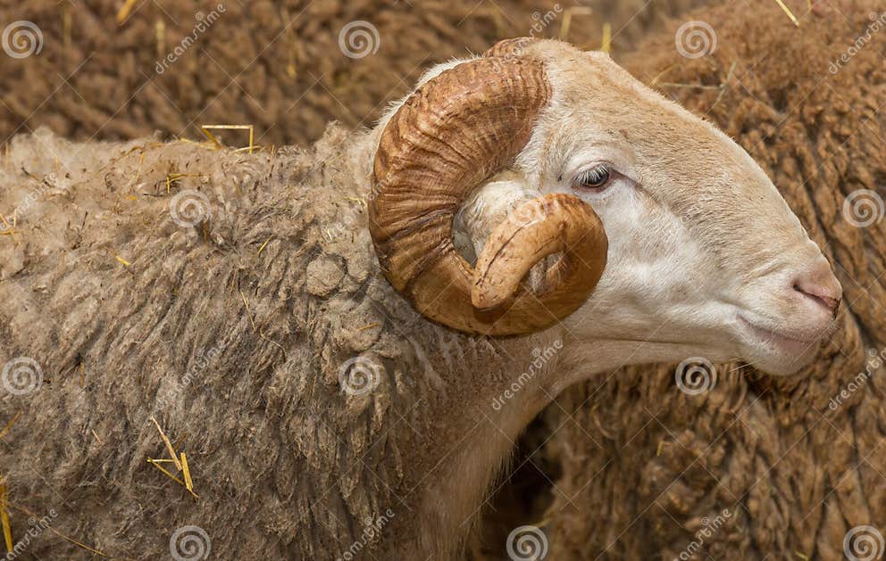 Ram head stock image. Image of white, adult, wool, side - 30868615