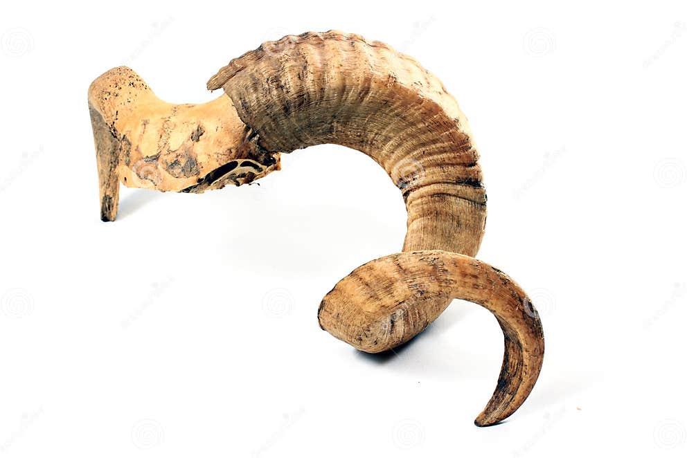 Ram Horn stock photo. Image of horn, horned, head, piece - 28834814