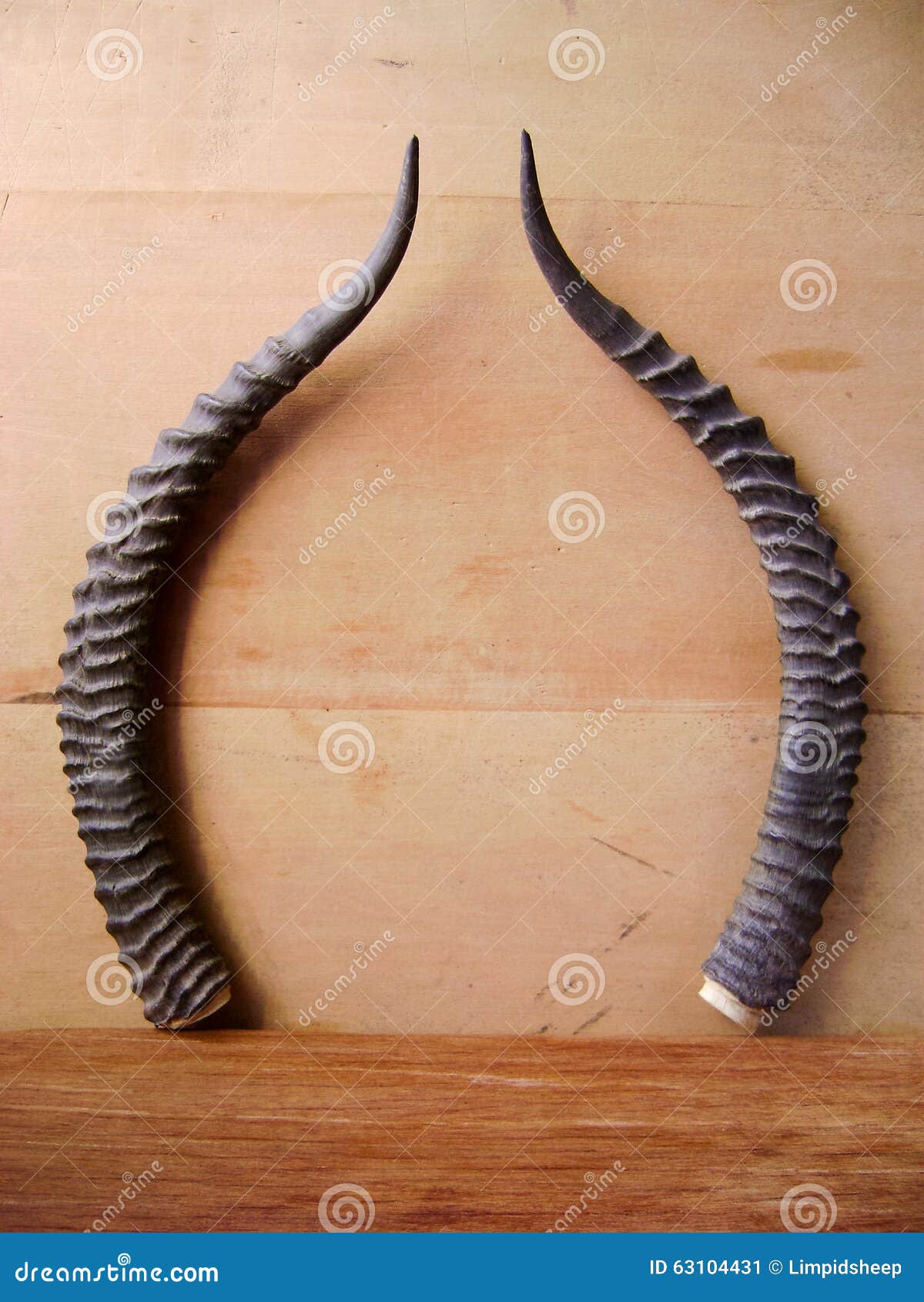 Ram horn stock image. Image of cornucopia, cleat, help - 63104431