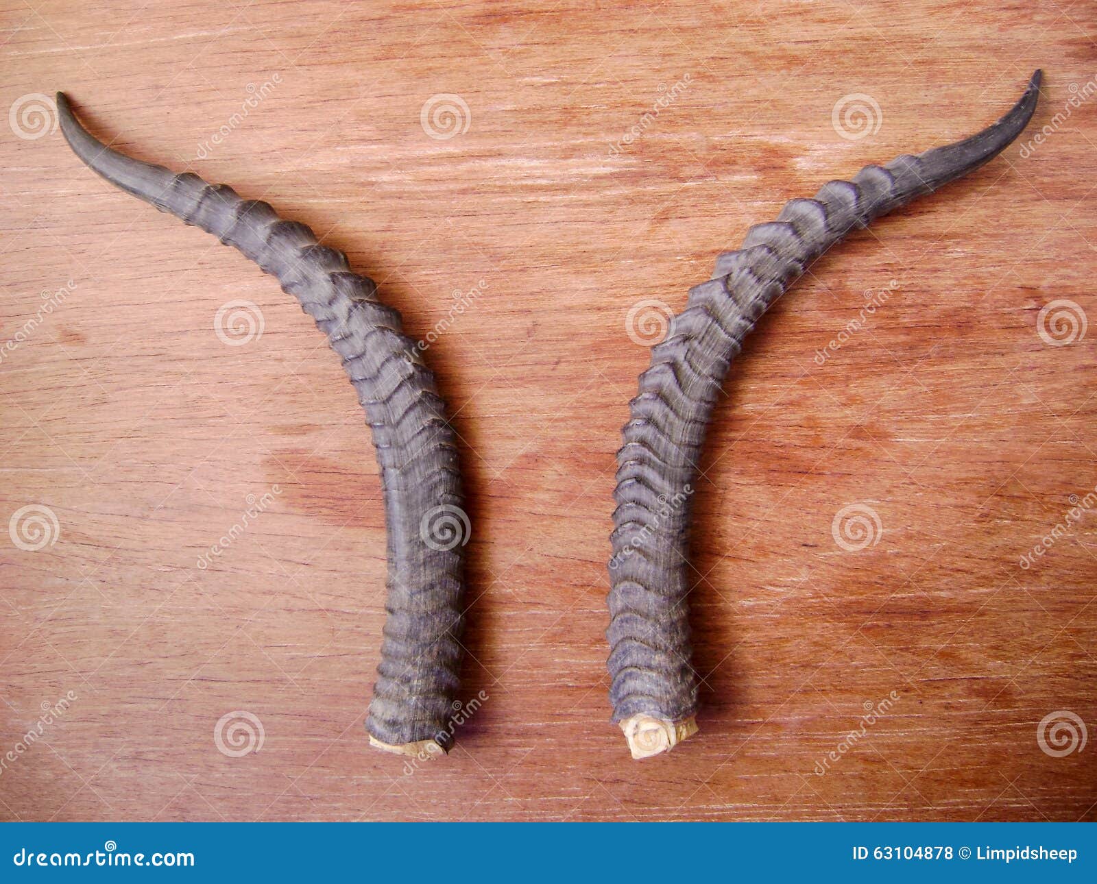 Ram Horn Royalty-Free Stock Image | CartoonDealer.com #63104878