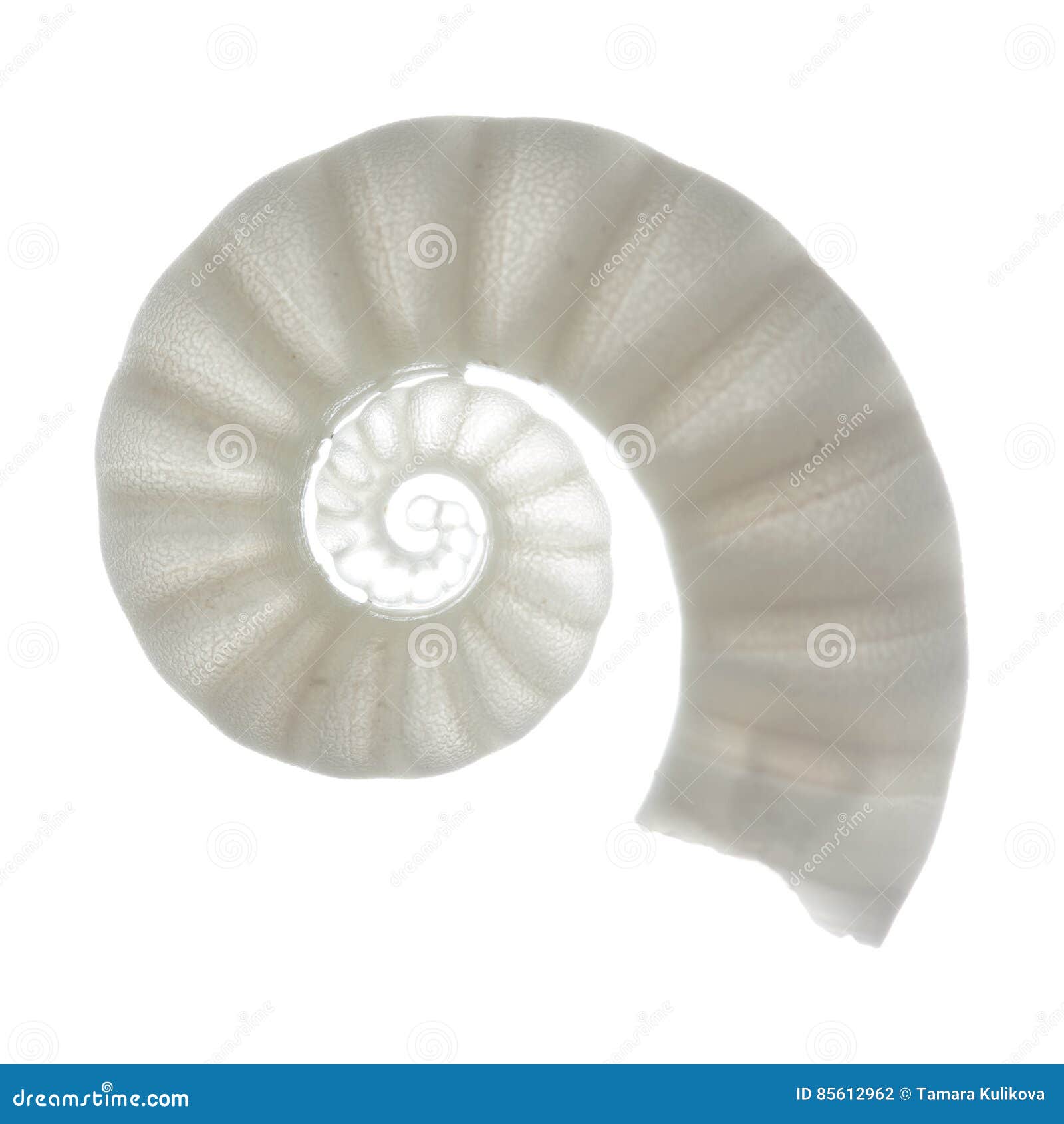 Ram horn shell stock photo. Image of spirula, macro, transparent - 85612962