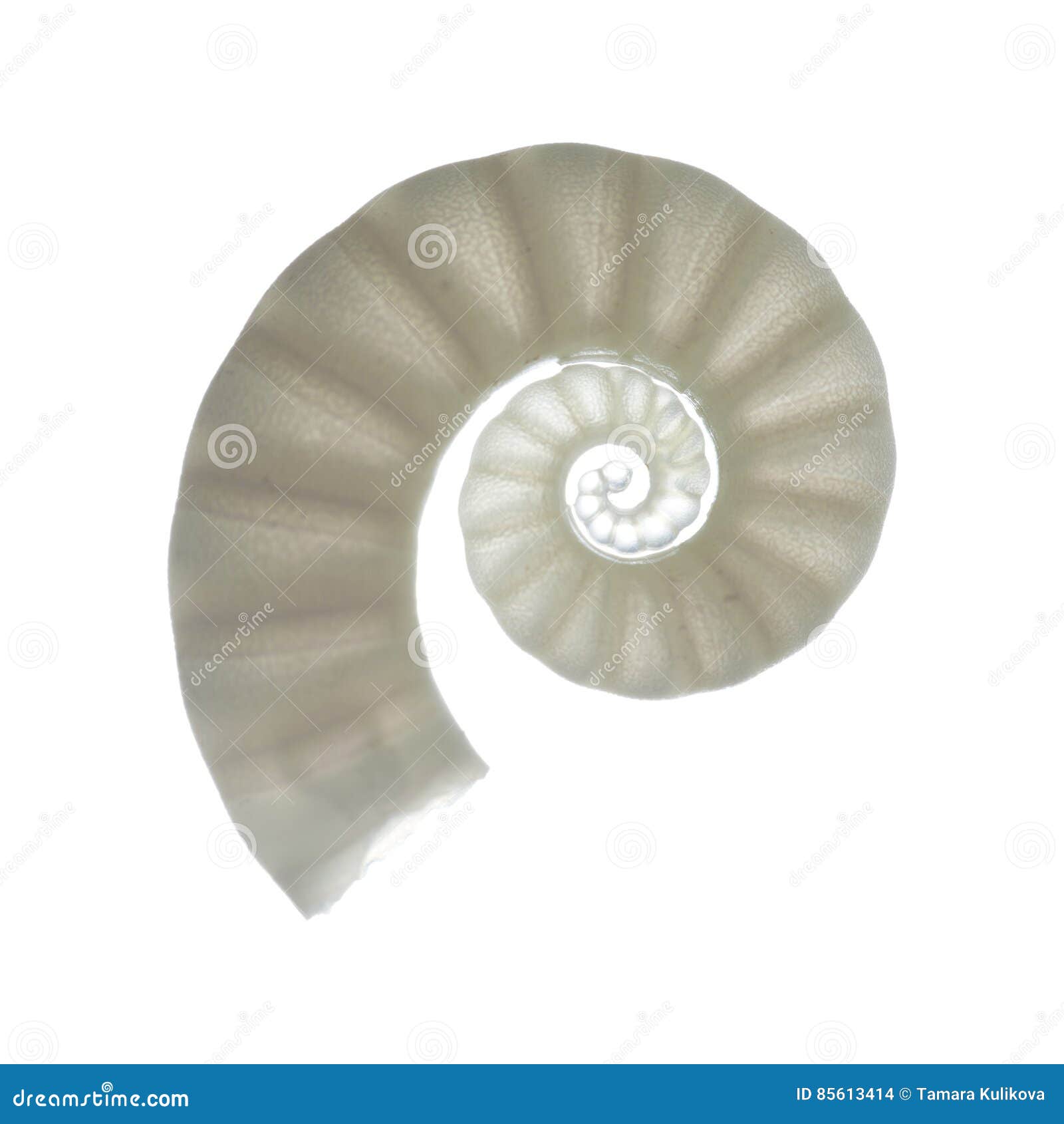 Horn Shell On Beach Royalty-Free Stock Photography | CartoonDealer.com ...