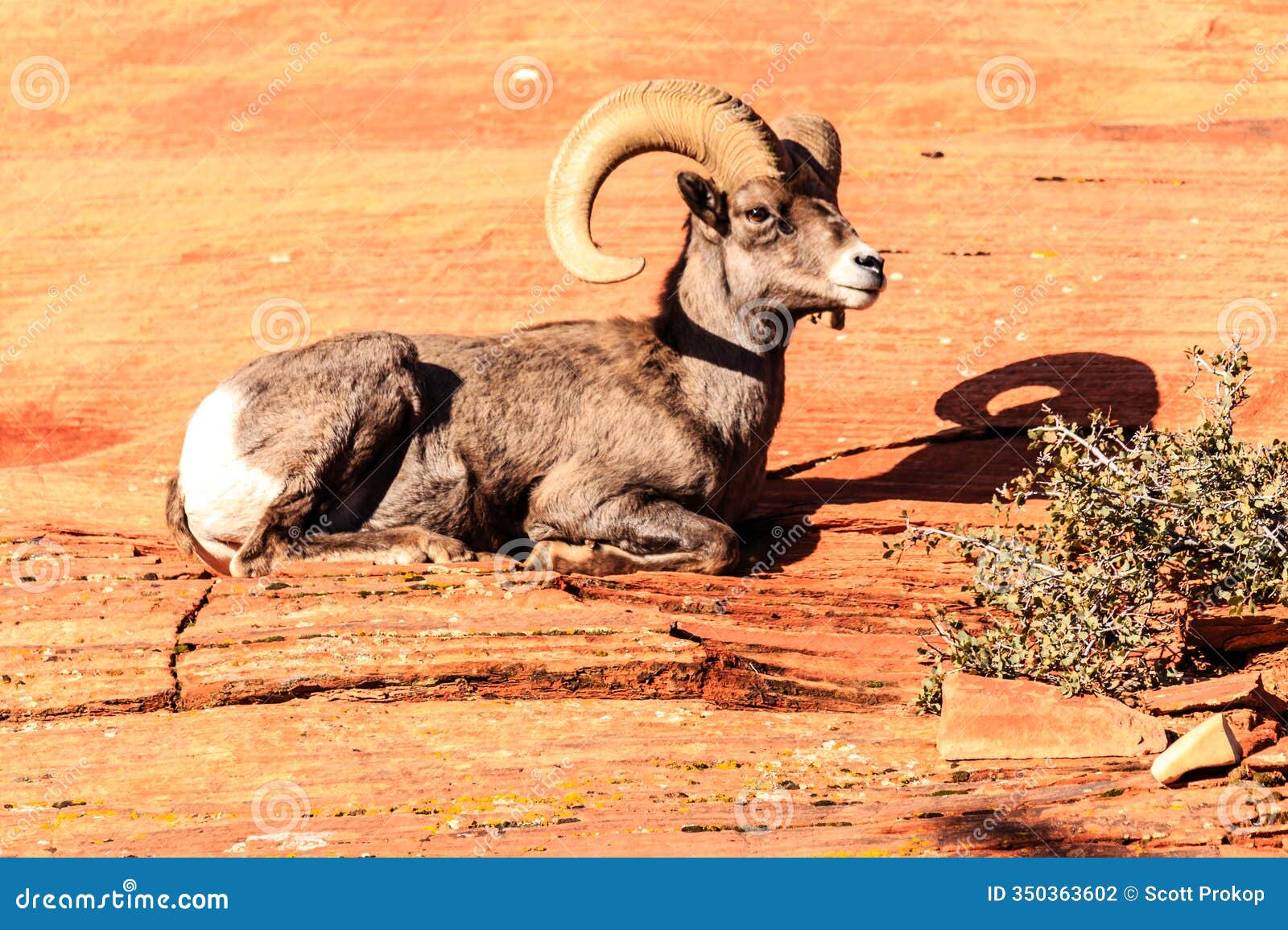 A Ram with Horns is Laying Down on a Rocky Surface Stock Photo - Image ...
