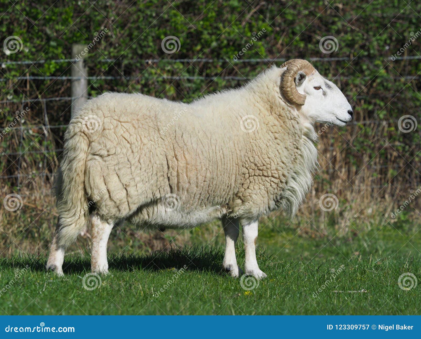 Ram with horns stock image. Image of production, agricultural - 123309757