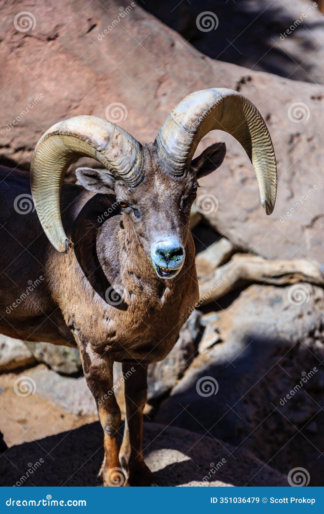 A Ram with Horns is Standing in Front of a Rock Stock Image - Image of ...