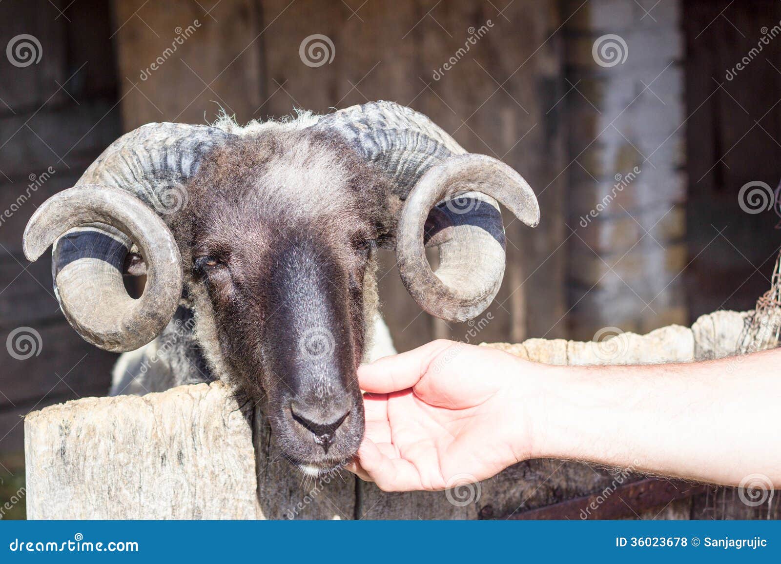 Ram and Human Hand stock photo. Image of looking, hand - 36023678