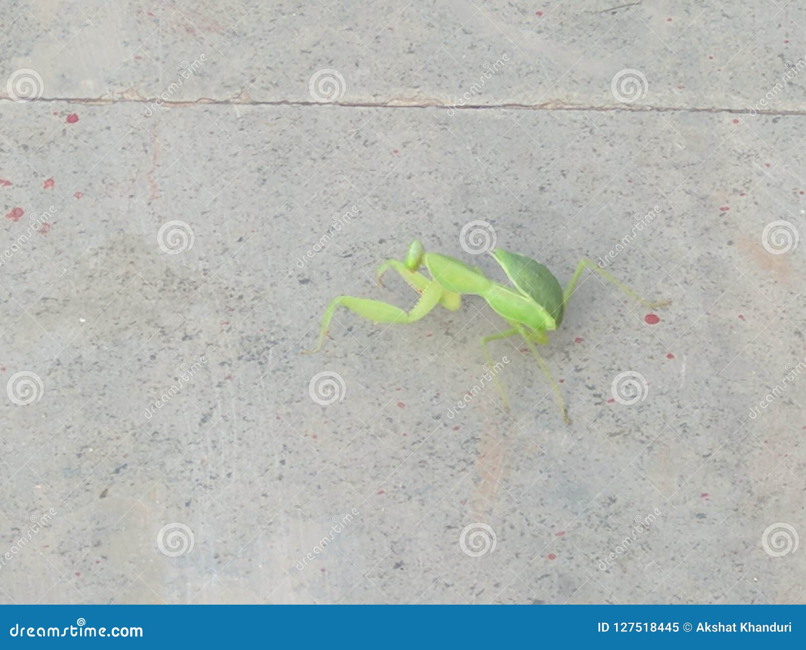 Ram Ji Ka Ghoda& X28;insect& X29; Stock Image - Image of ghodainsect ...