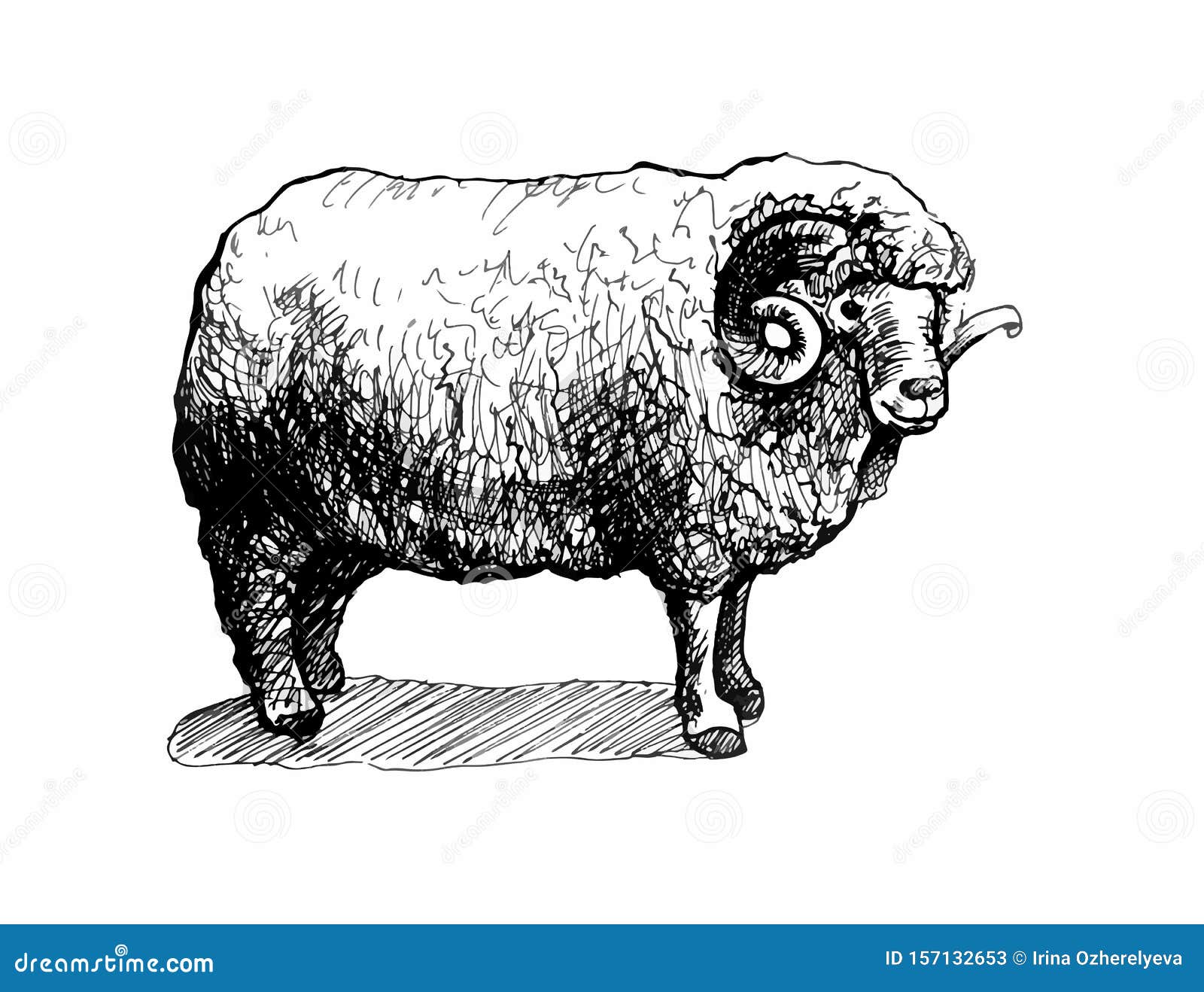 Ram. Line drawing stock vector. Illustration of mutton - 157132653