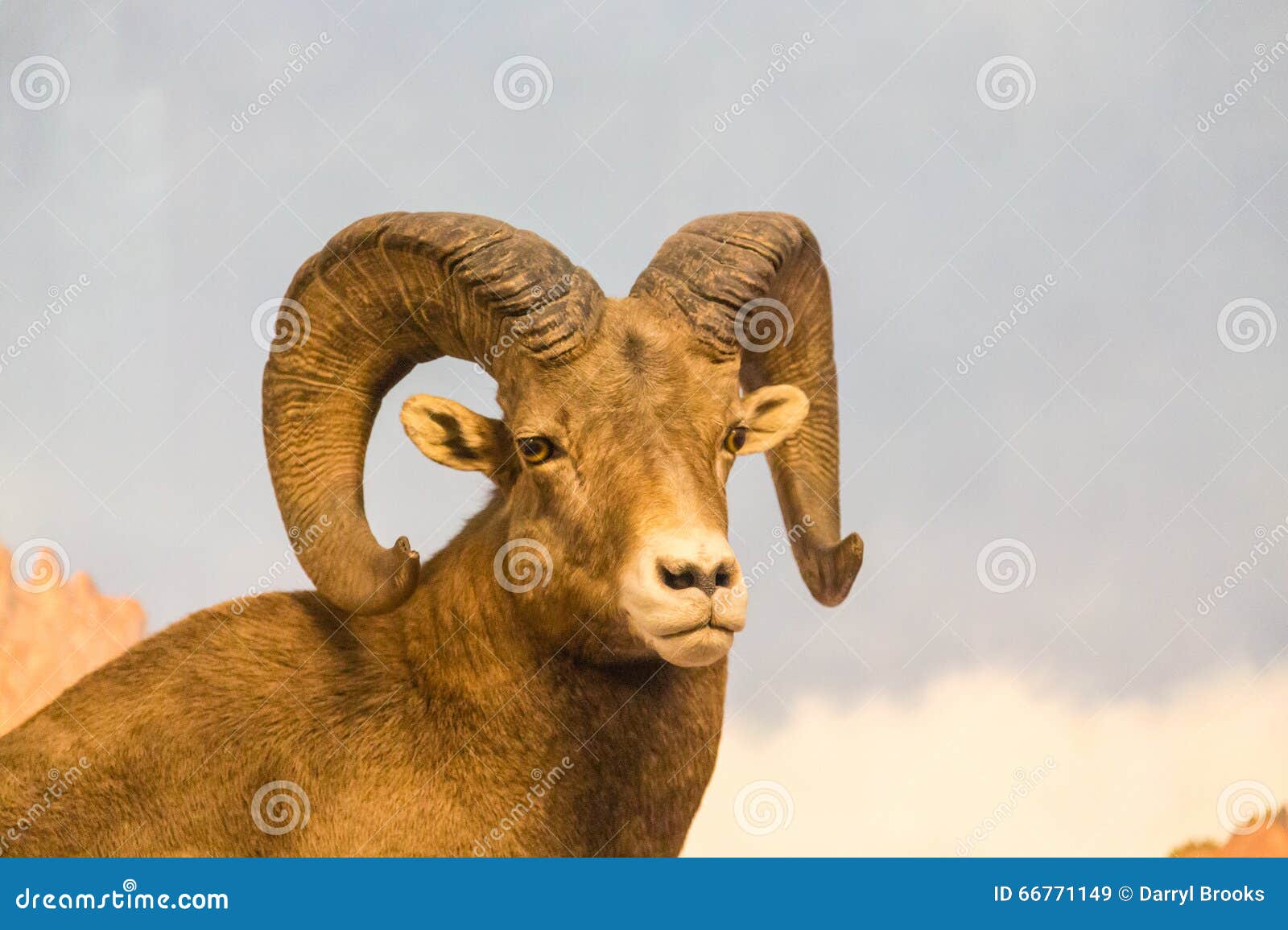 Ram Looking at Camera stock image. Image of horn, animal - 66771149