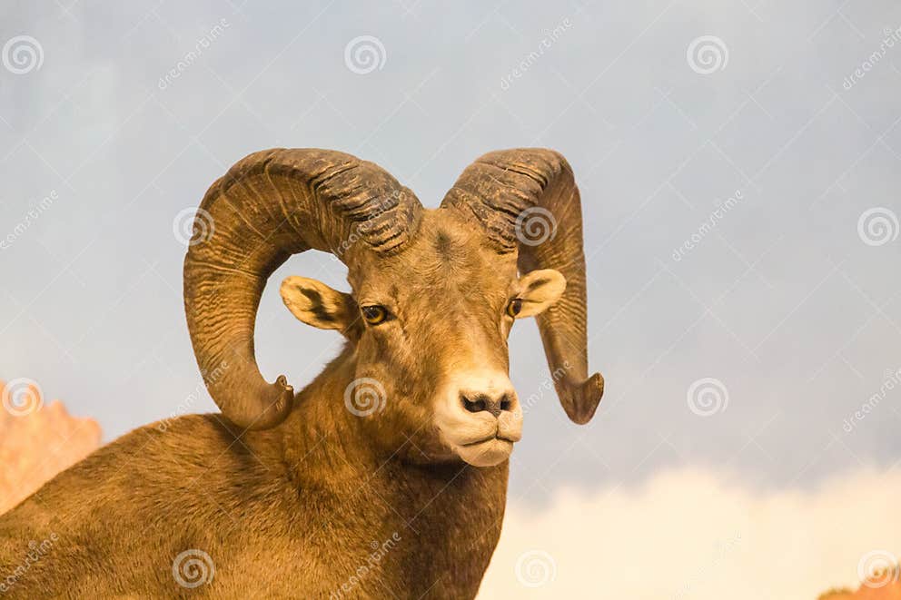 Ram Looking at Camera stock image. Image of horn, animal - 66771149