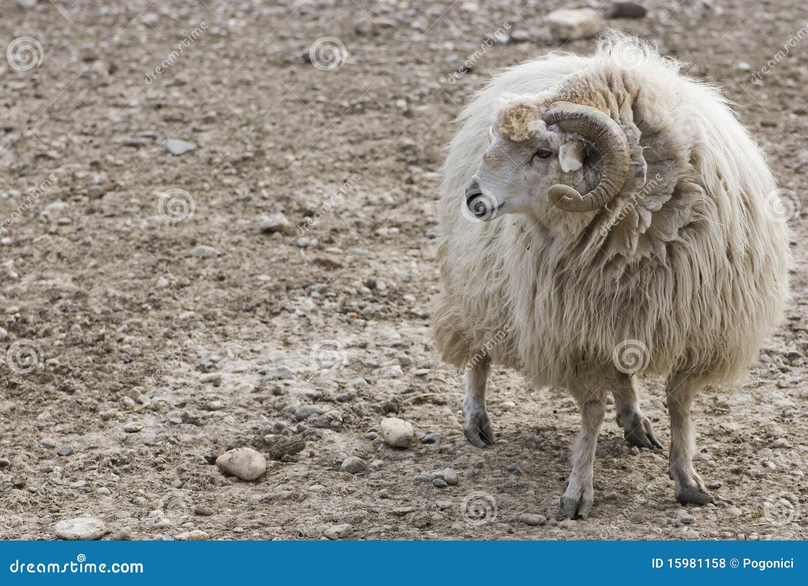 A Ram Looking for Its Sheep Stock Photo - Image of rock, agriculture ...