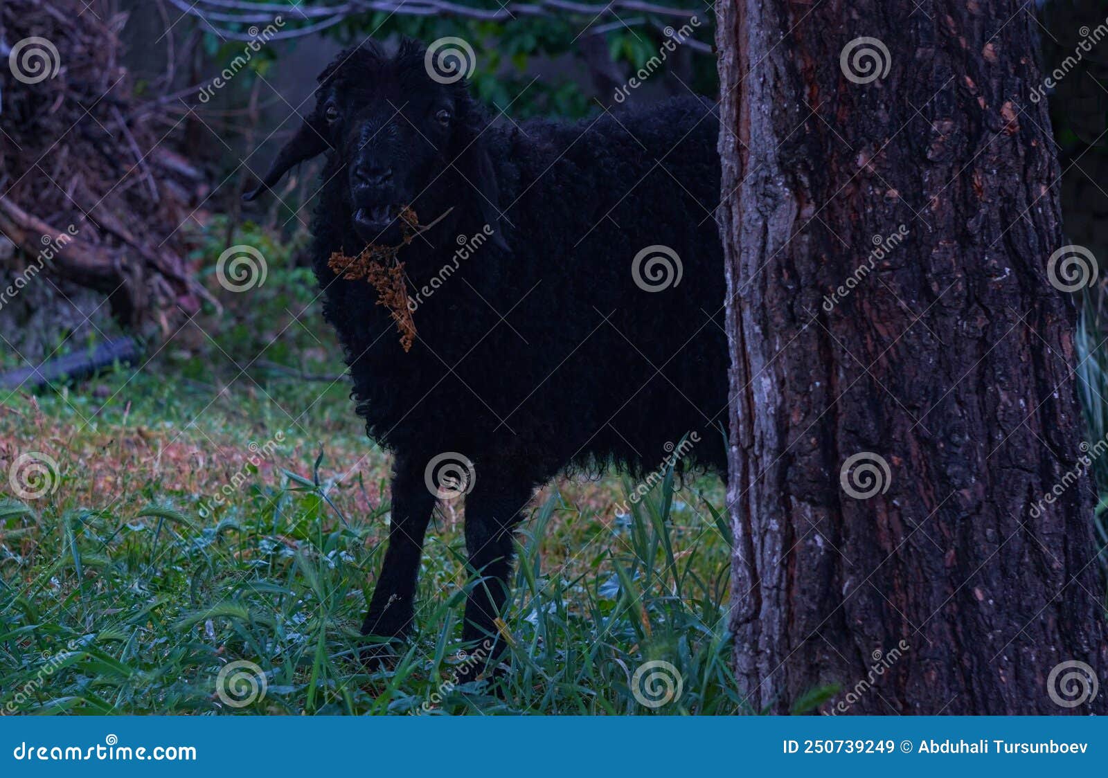 A Ram Looking Out of a Tree Stock Image - Image of curved, rounded ...