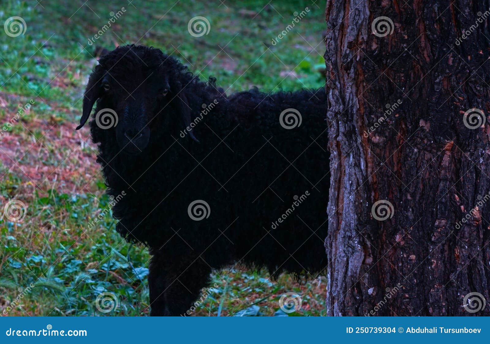 A Ram Looking Out of a Tree Stock Photo - Image of people, grass: 250739304