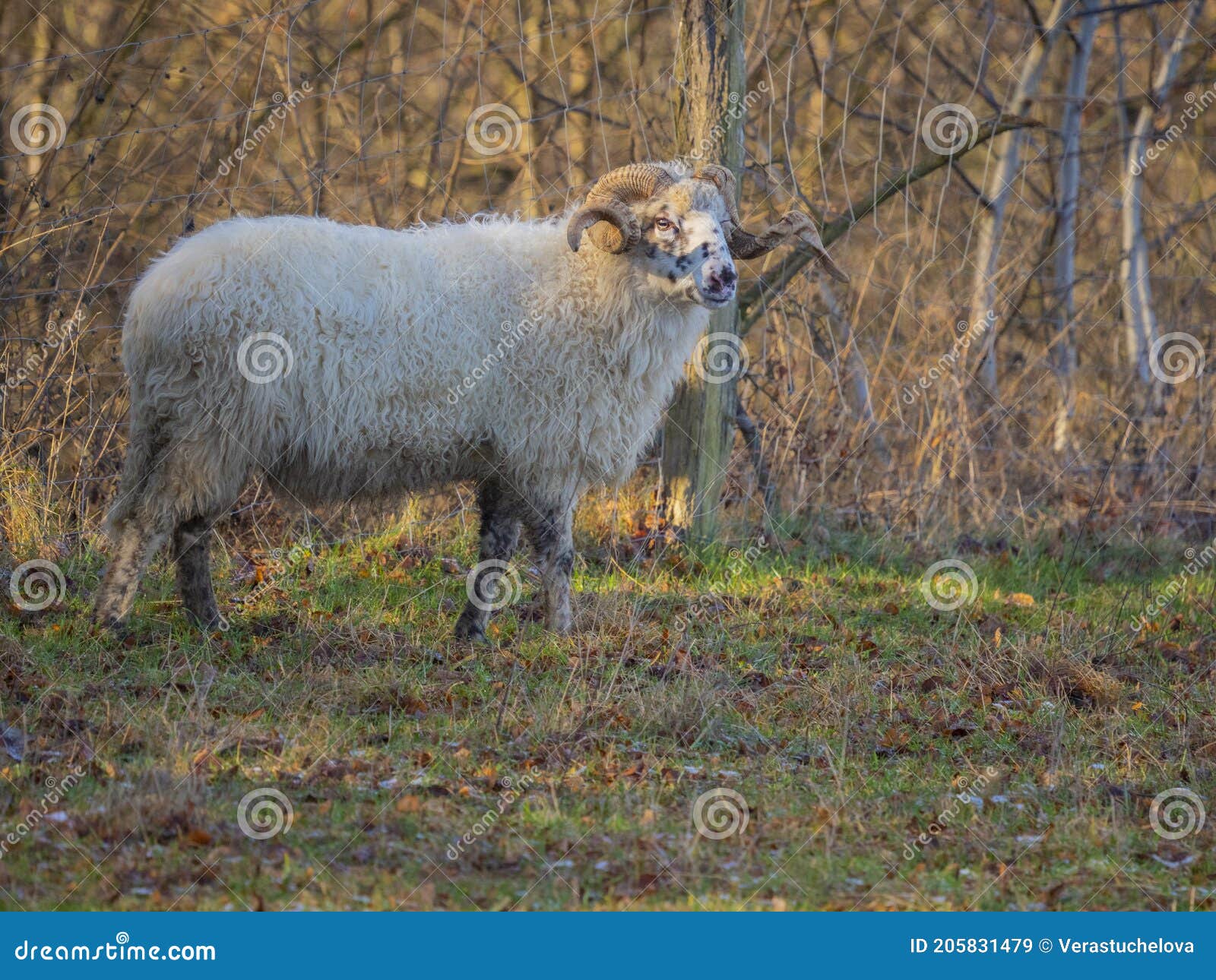 Ram on a meadow stock image. Image of fresh, animals - 205831479