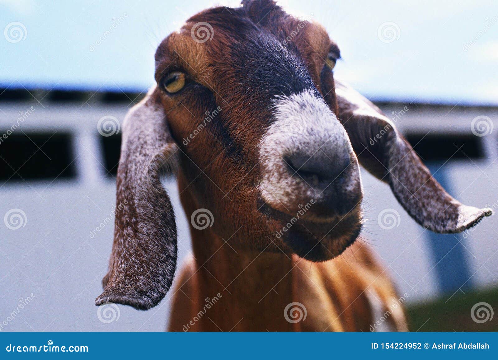 Brown Goat in Farm in Spring Time Stock Photo - Image of coat, farm ...