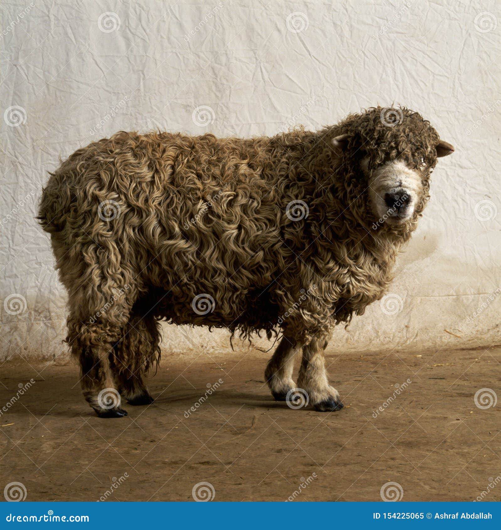 Sheep without a Part of the Wool Stock Image - Image of farming, cute ...