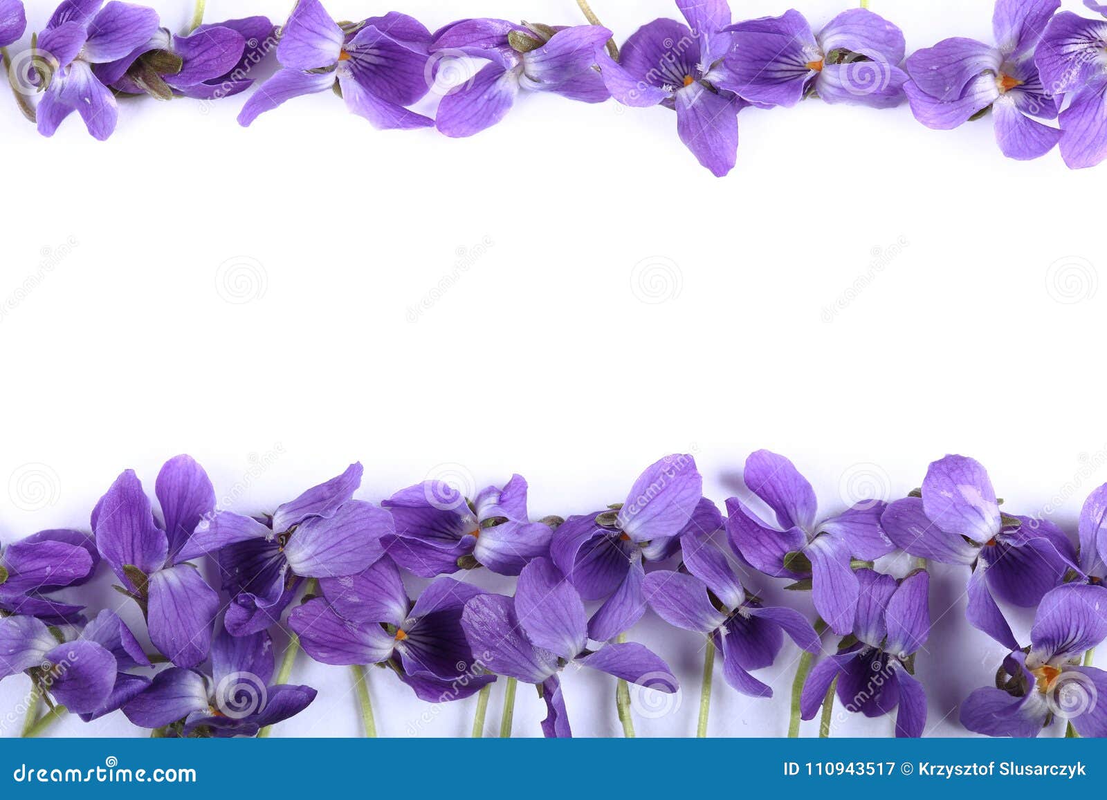 Ram med violeten fotografering för bildbyråer. Bild av arom - 110943517