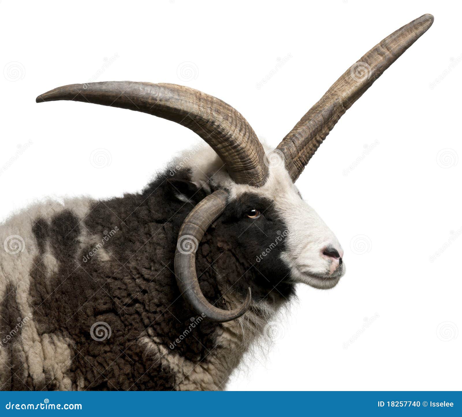 RAM Multi-de Cuernos De Jacob, Aries Del Ovis Foto de archivo - Imagen ...
