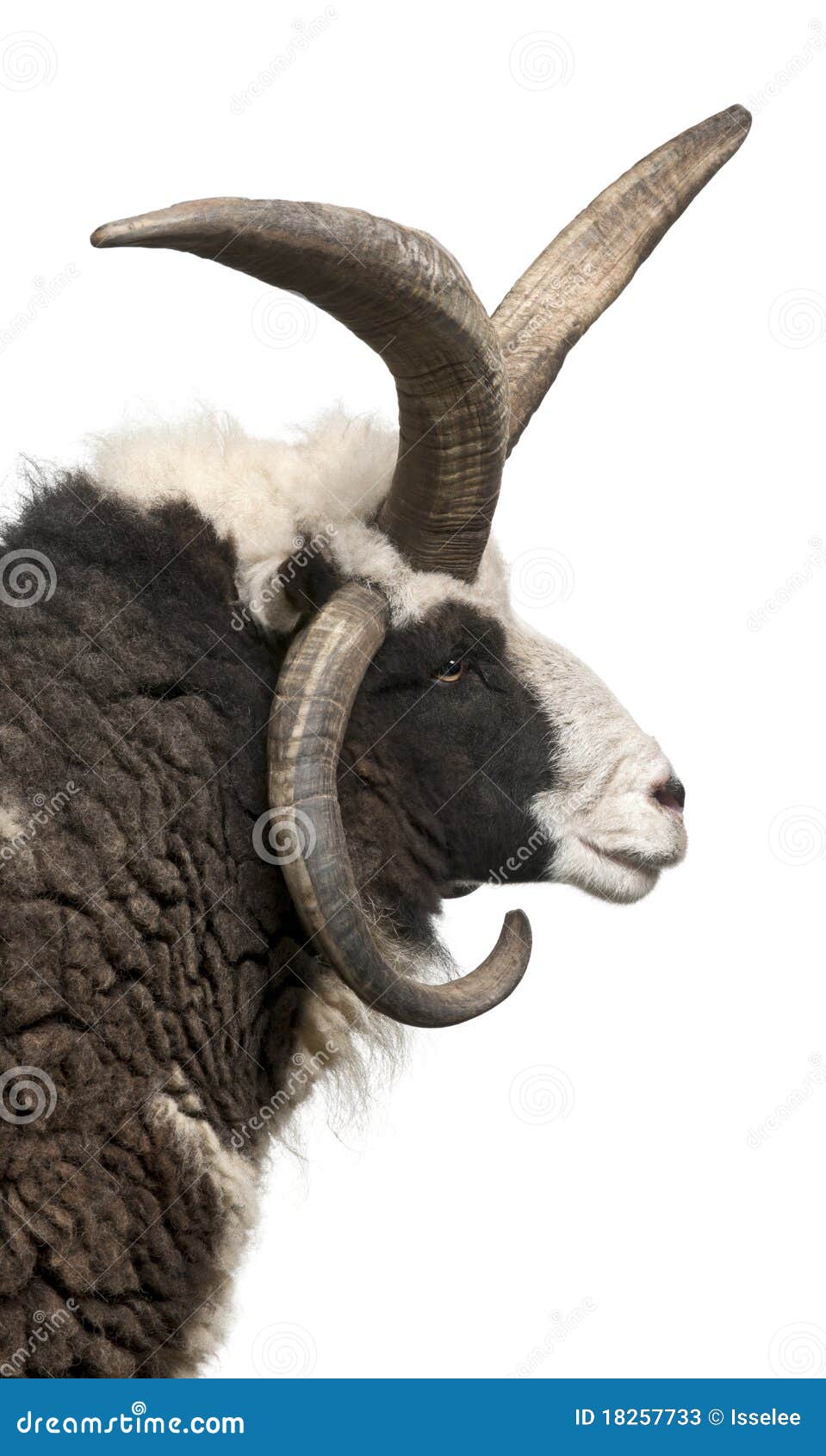 Ram Multi-horned De Jacob, Aries Do Ovis Imagem de Stock - Imagem de ...