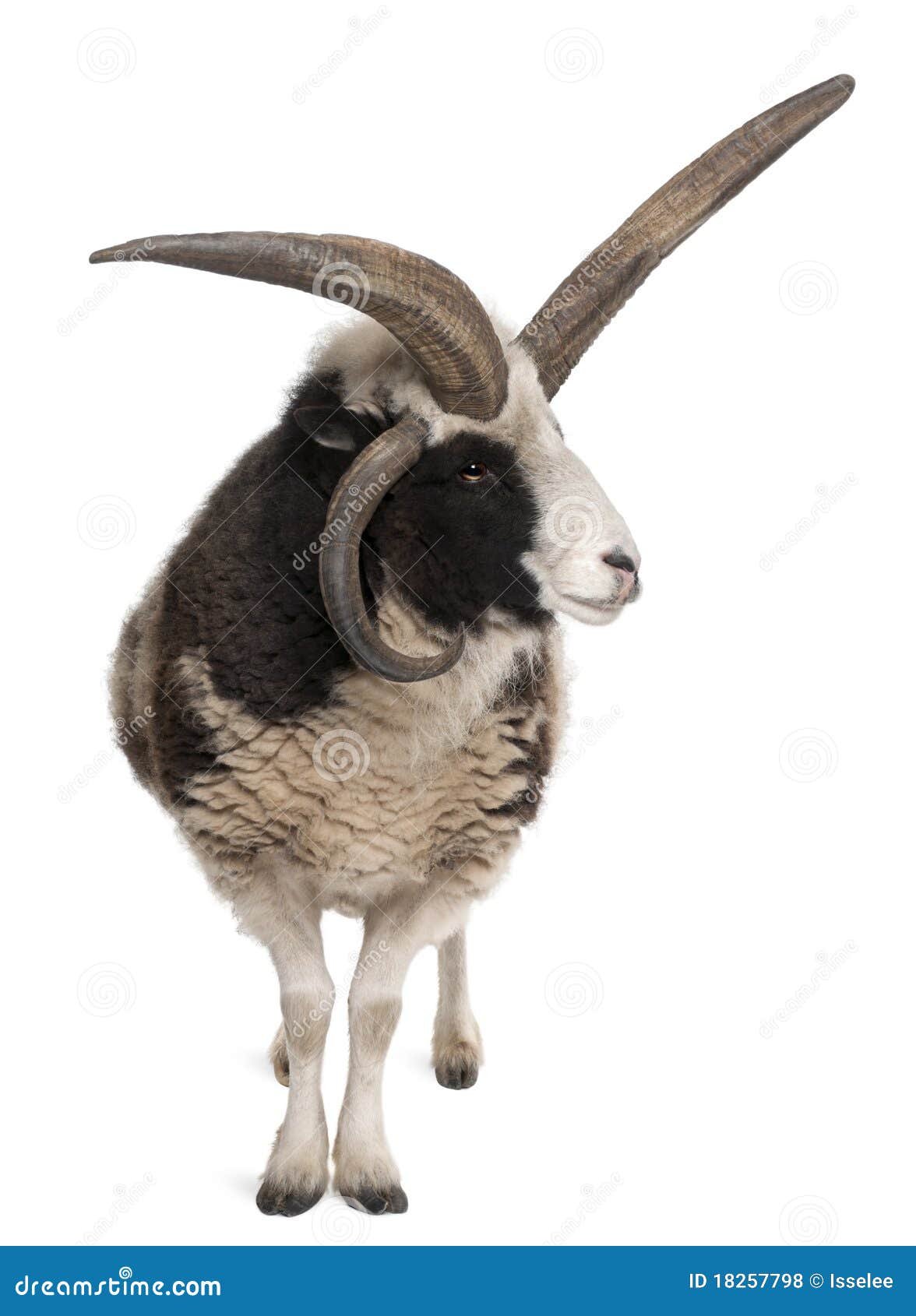 Ram Multi-horned De Jacob, Aries Do Ovis Foto de Stock - Imagem de gado ...