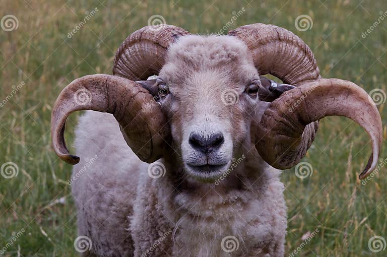 A ram with nice horns stock photo. Image of dutch, long - 16013472
