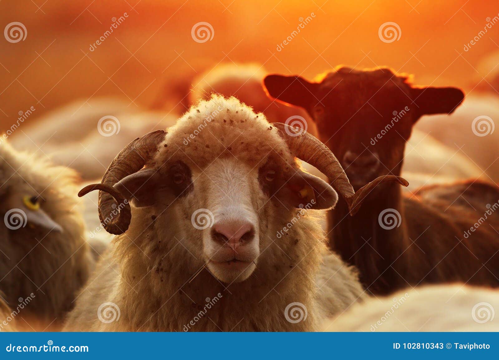 Ram in orange sunset light stock image. Image of countryside - 102810343