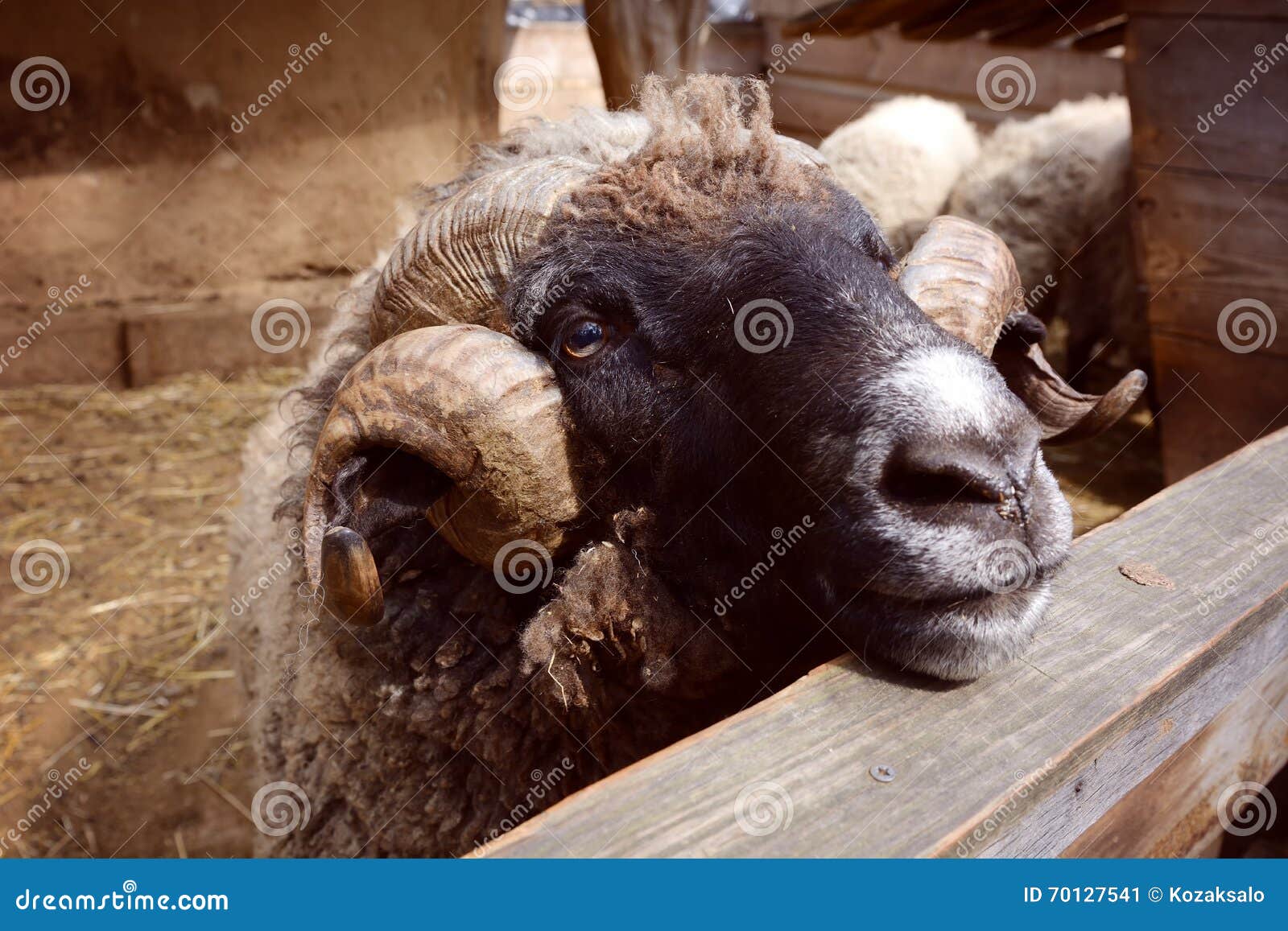 Ram on Organic Natural Farm Close Up Stock Image - Image of spiral ...