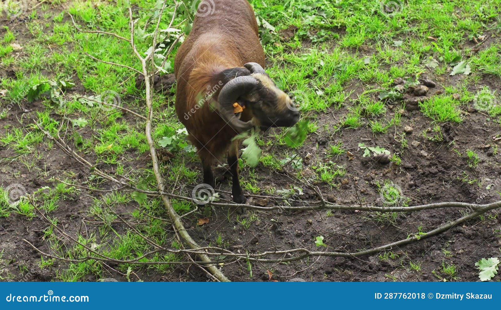 A Ram in the Pasture Eats Leaves from the Branches of a Tree in the ...