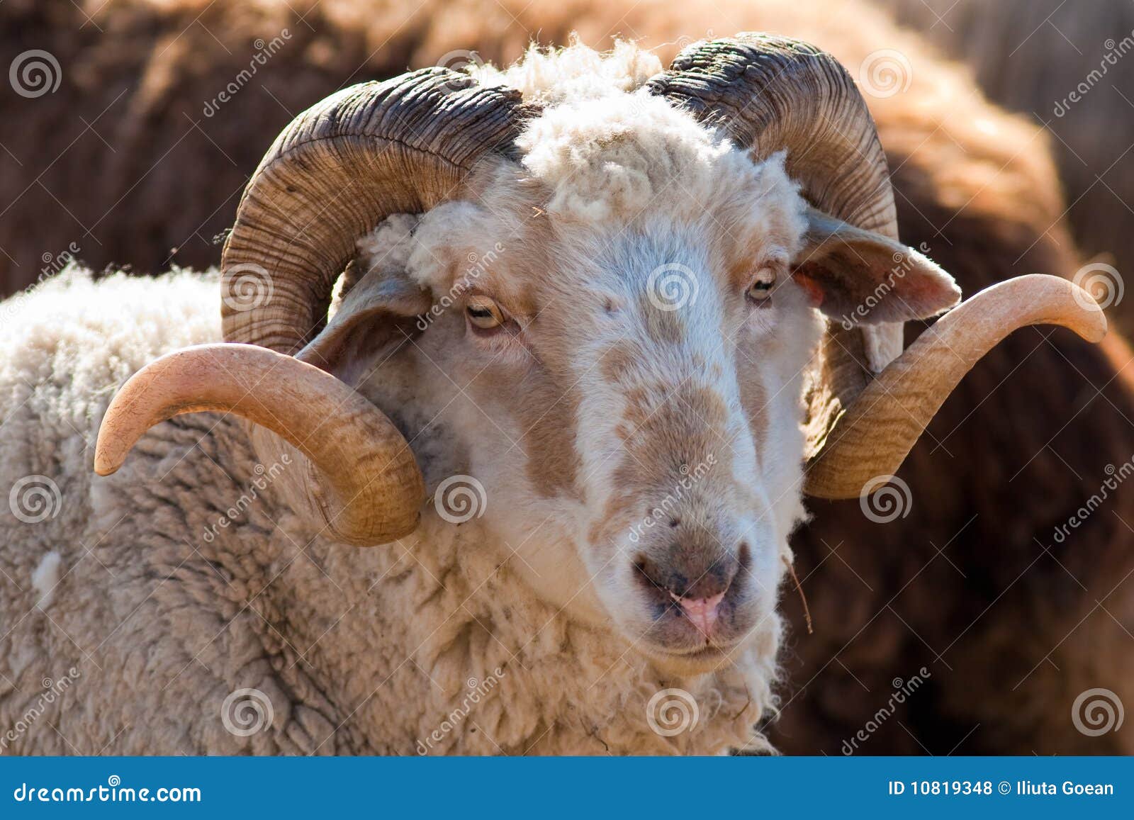 Ram Portrait stock photo. Image of sheep, animal, look - 10819348