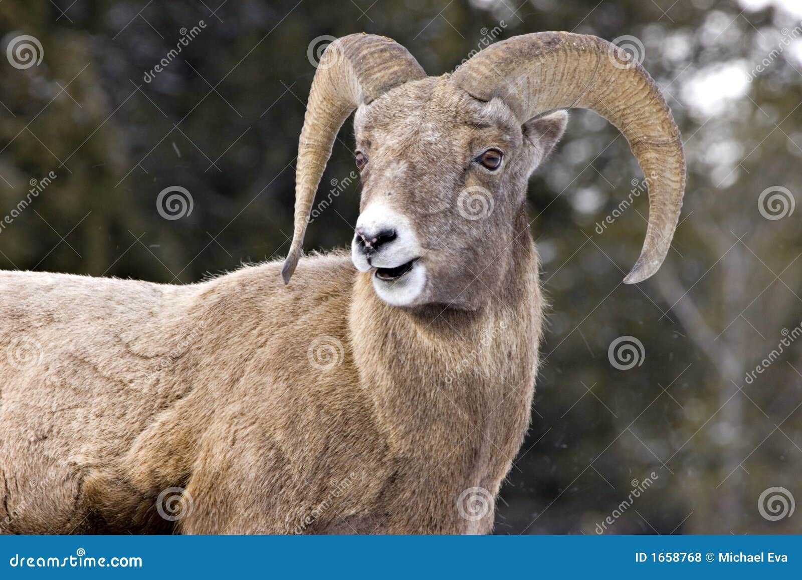 Ram portrait stock photo. Image of smile, muzzle, goat - 1658768