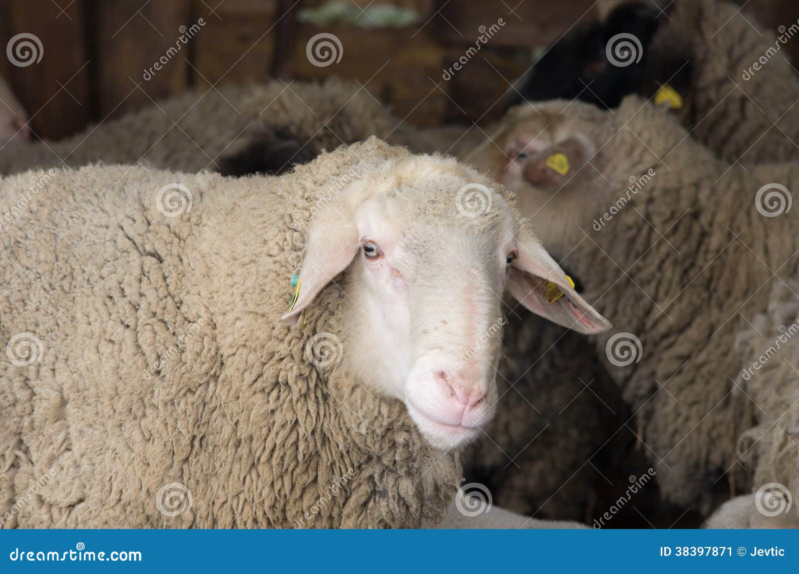 Ram portrait stock image. Image of face, flock, cute - 38397871