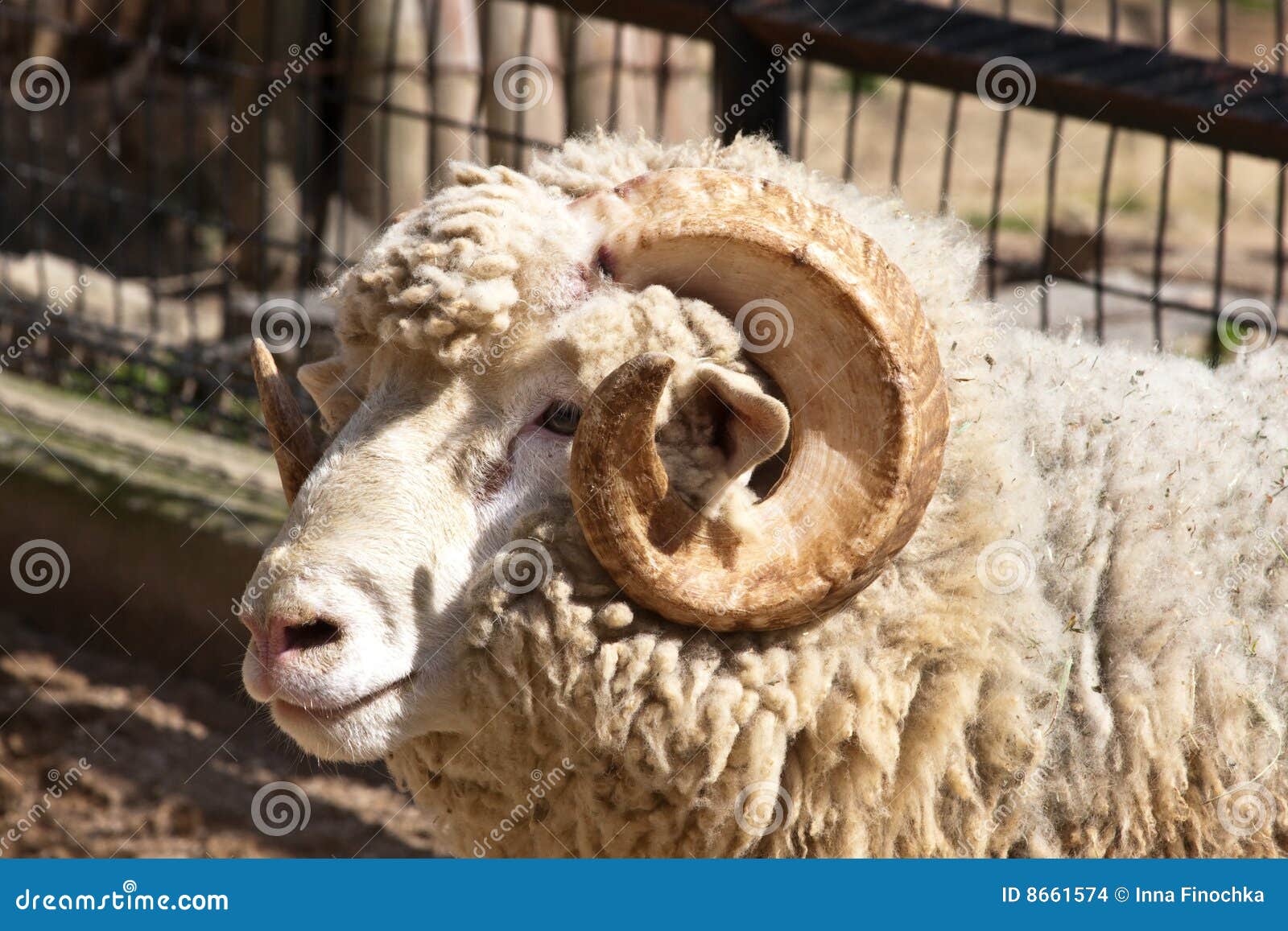 Ram portrait stock photo. Image of sheep, live, head, agriculture - 8661574