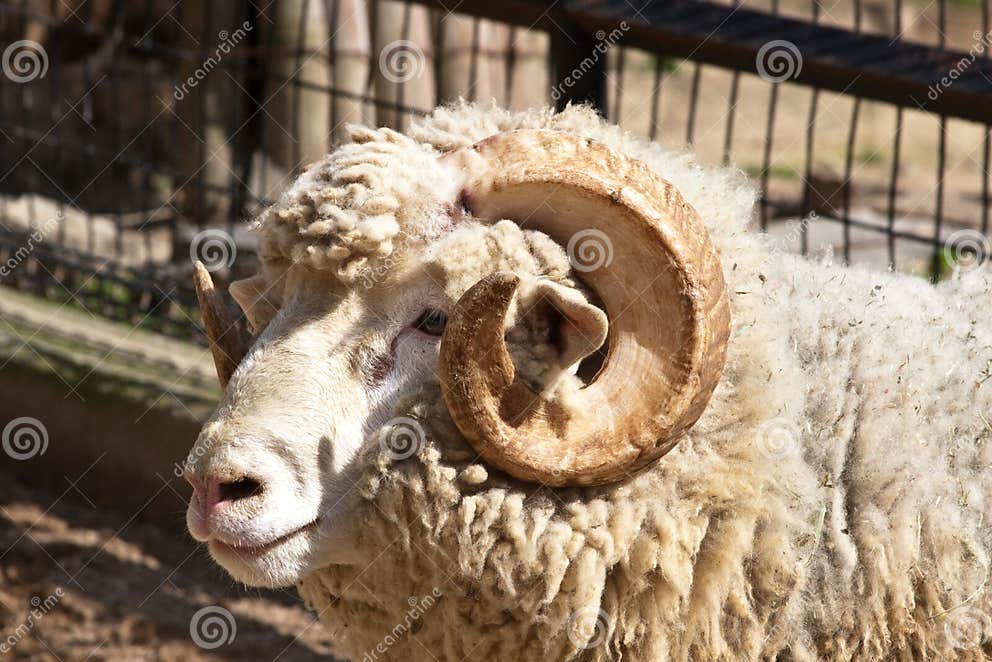 Ram portrait stock photo. Image of sheep, live, head, agriculture - 8661574