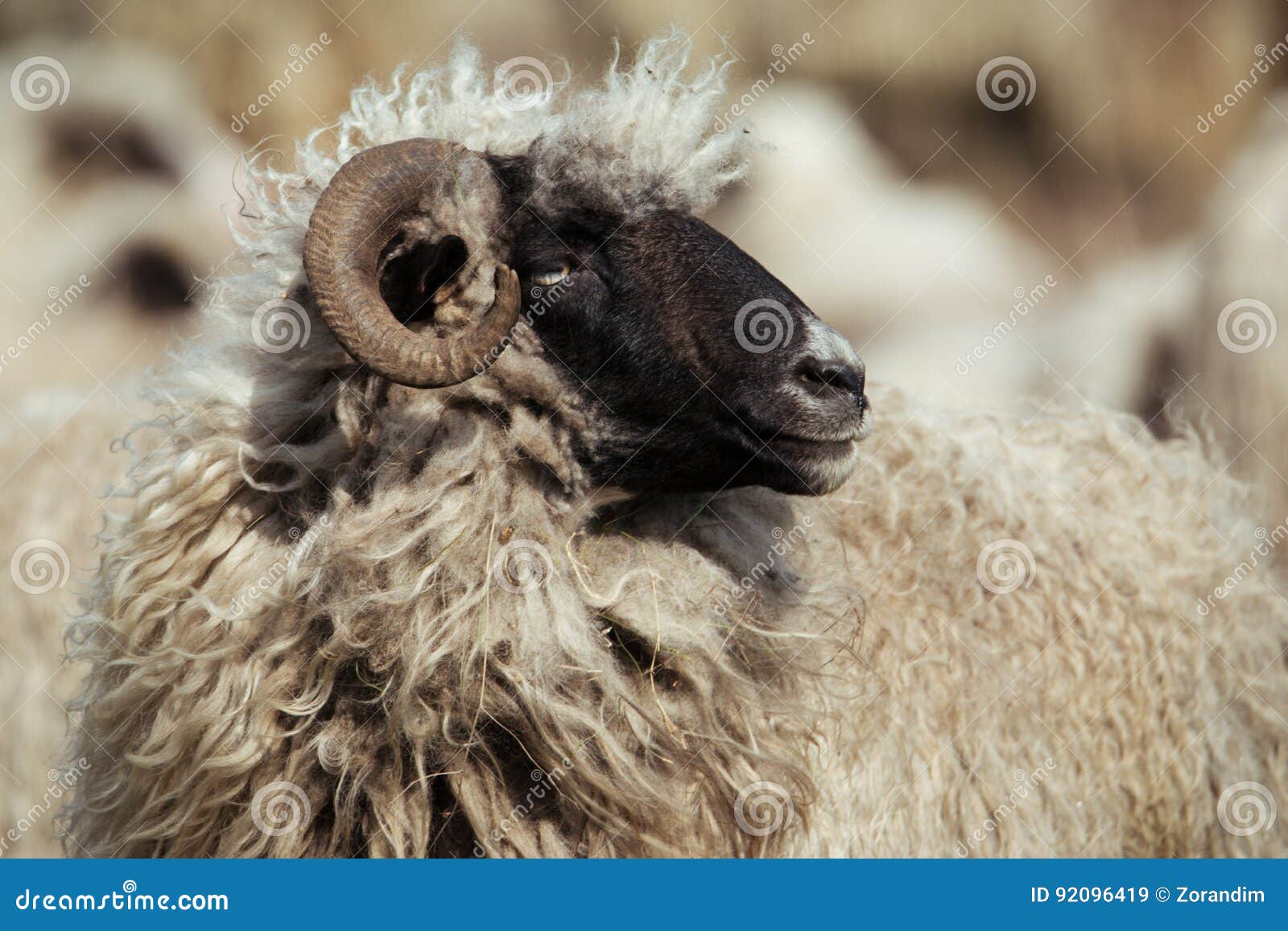 Ram Portrait Closeup fotografering för bildbyråer. Bild av äng - 92096419