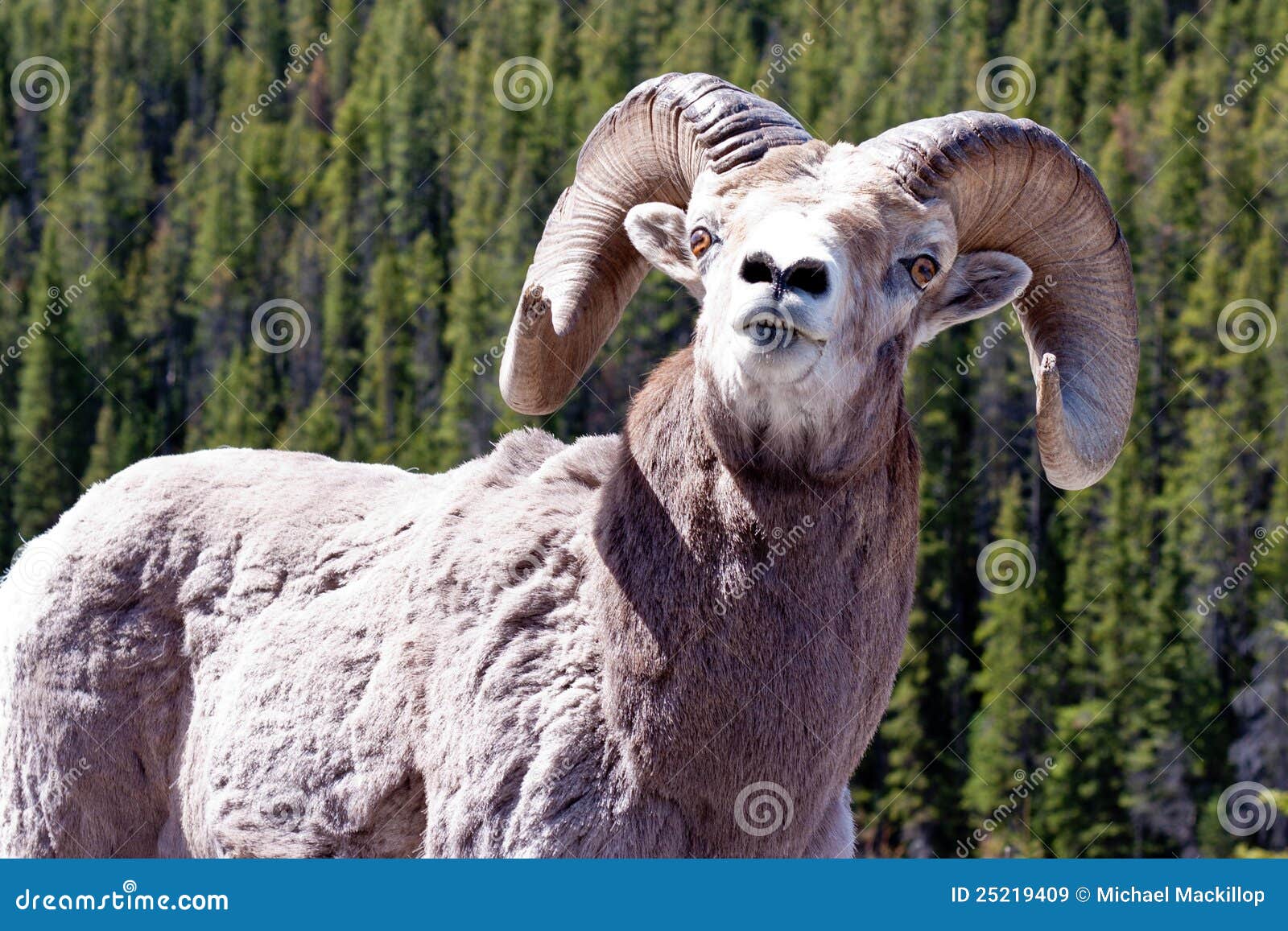 Ram Posed stock image. Image of horn, wildlife, animal - 25219409