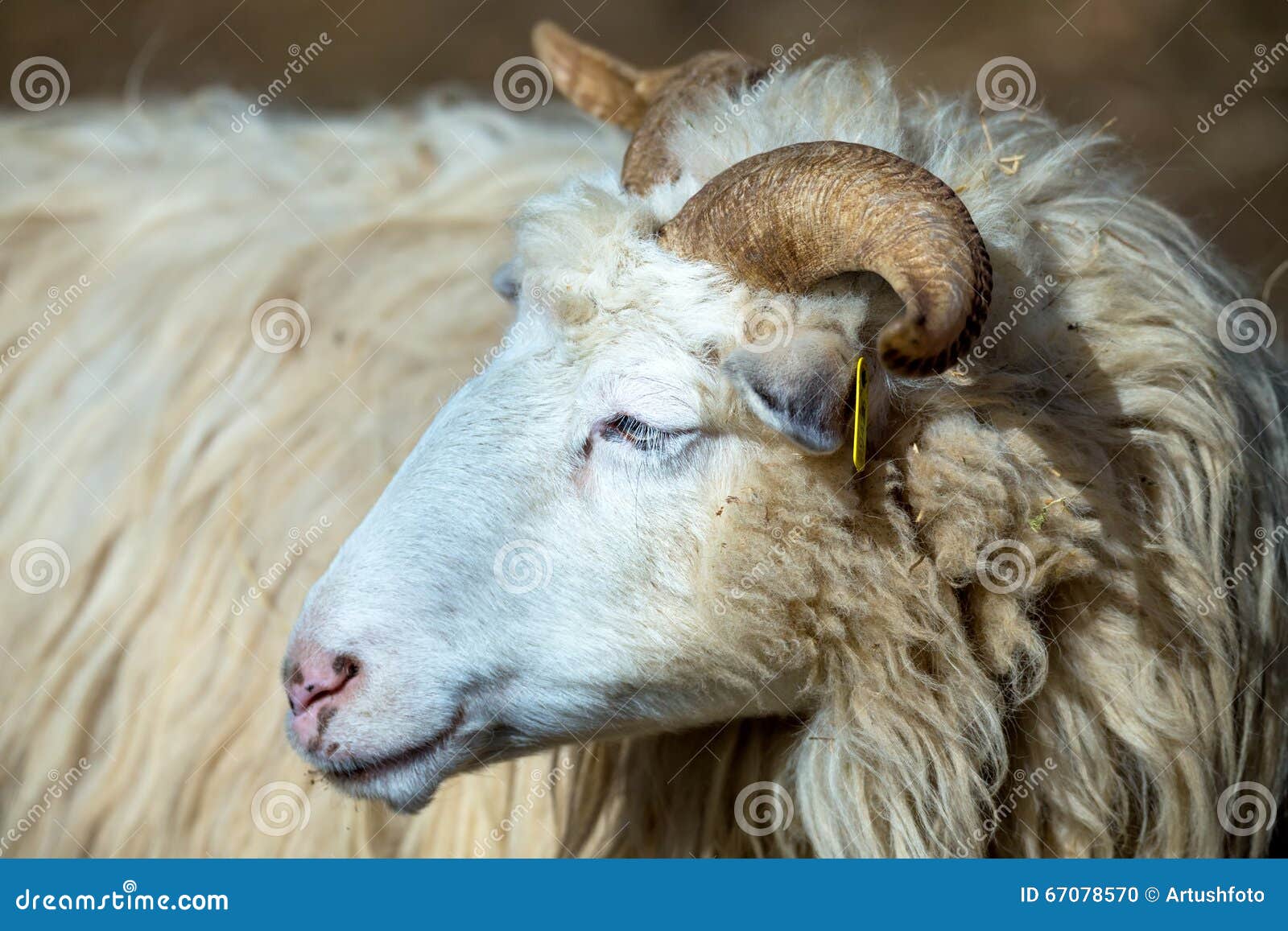 Ram or Rammer, Male of Sheep Stock Photo - Image of horns, breed: 67078570