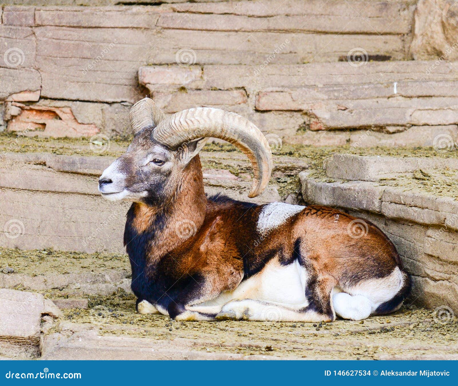 Ram resting on rocks stock photo. Image of canadensis - 146627534